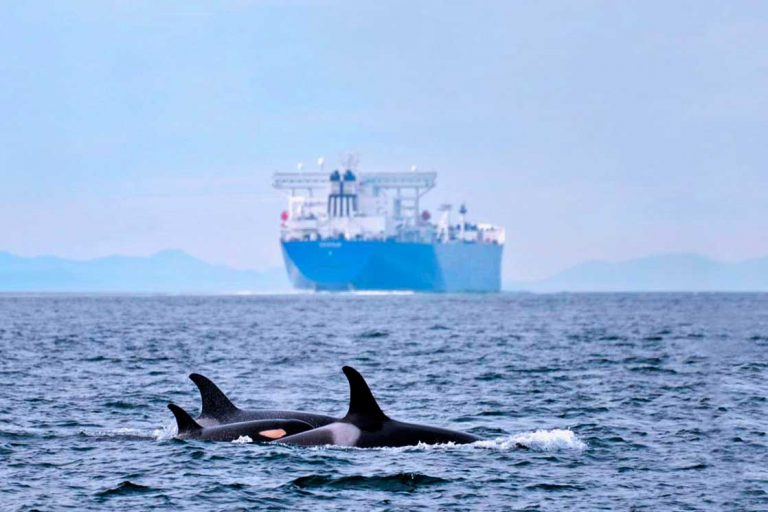 ECHO Programme - Berge Bulk